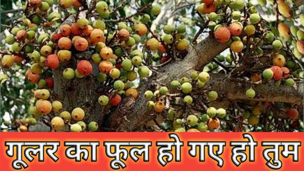 tum toh goolar ka phool ho gye Why this muhaavara used in hindi ...