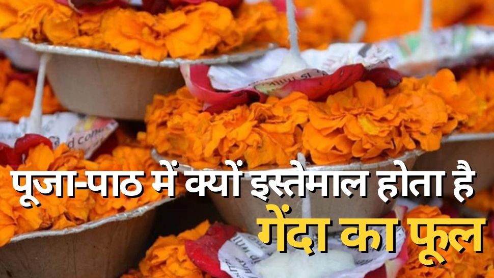 astro know the significance of marigold flower puja path mei genda ka ...