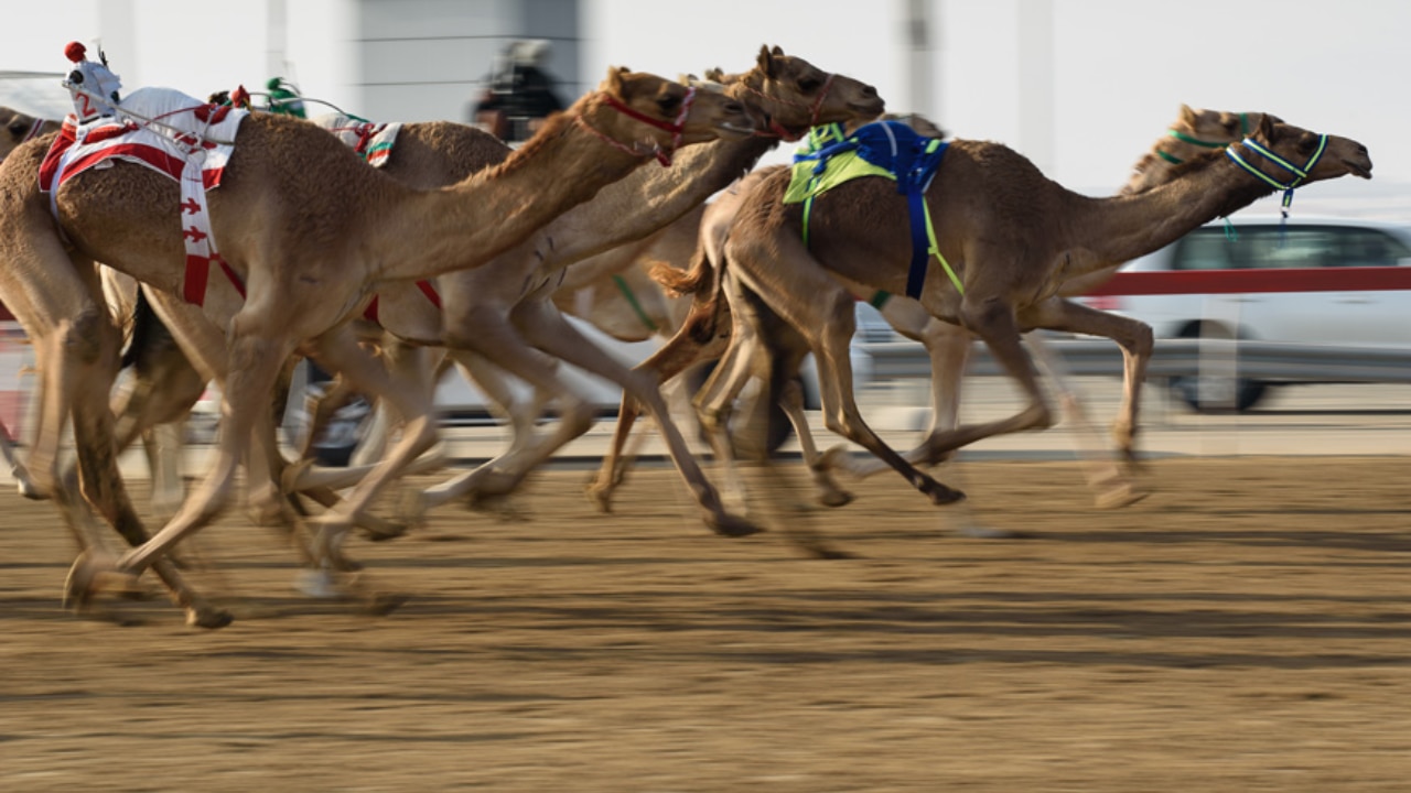 Alwar News Camel race competition organized in Bhediwas village of ...