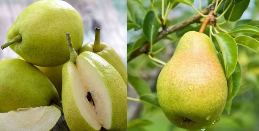 eat green fruits in summers to stay away from severe diseases | Summers ...