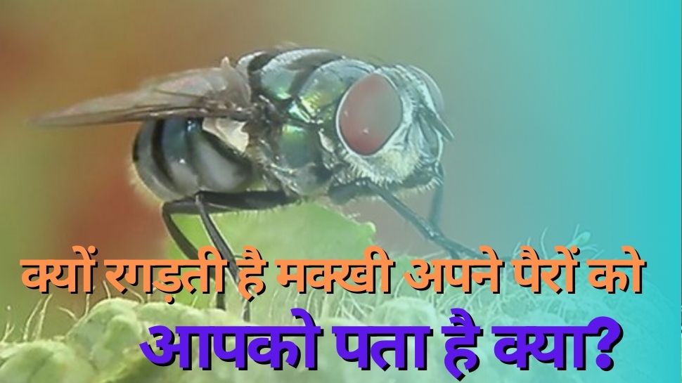 Knowledge Interesting facts about Flies know why fly rubs its legs and ...