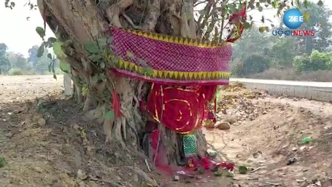 Unique Tree Of Sambalpur District, Know all the Details About Tree ...