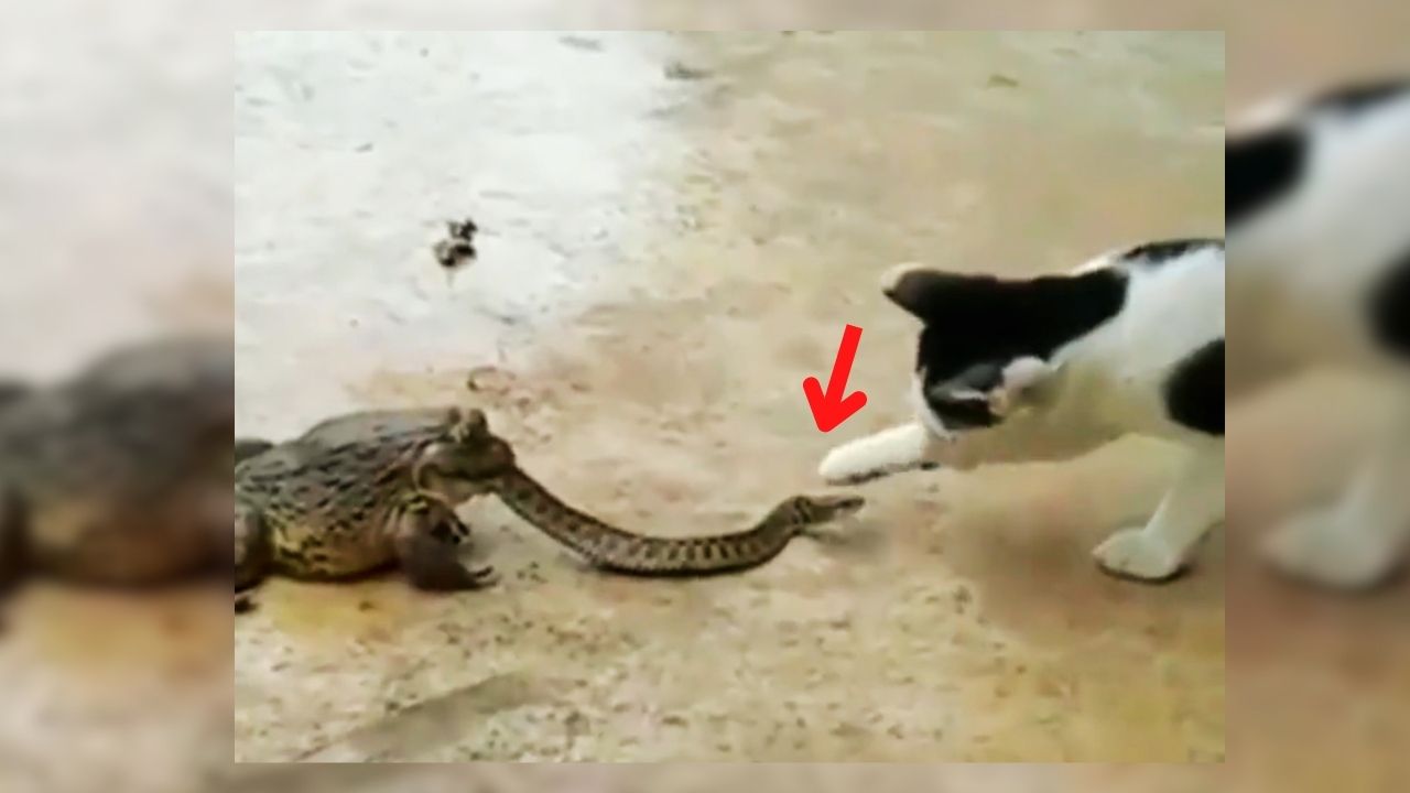 King Cobra video frog swallowed half of snake still attacking cat ...