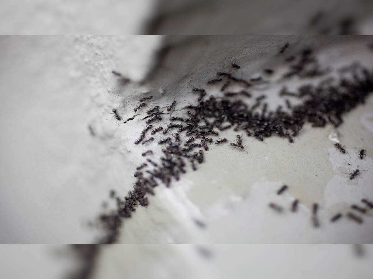 black red ant signs good bad luck, ghar me lal kali chiti nikalne ke ...
