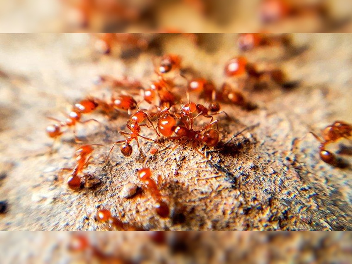 black red ant signs good bad luck, ghar me lal kali chiti nikalne ke ...