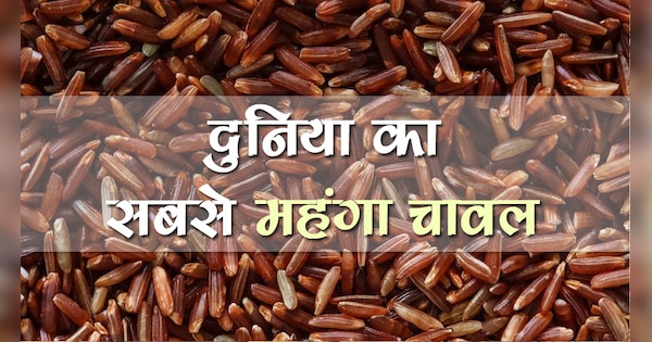 world's most expensive rice if eaten by old people they remain young ...