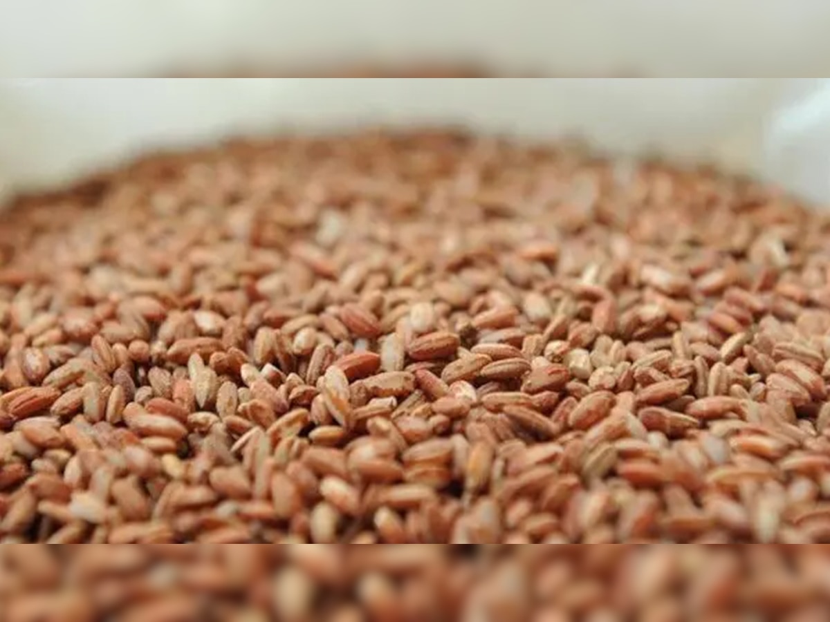 world's most expensive rice if eaten by old people they remain young ...