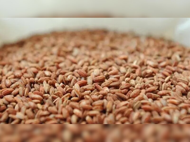 world's most expensive rice if eaten by old people they remain young ...
