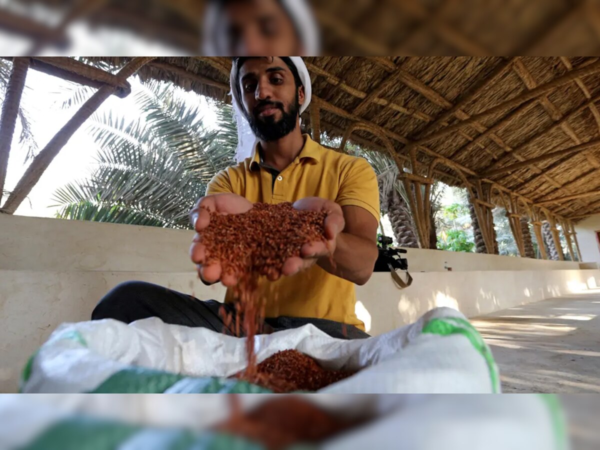 world's most expensive rice if eaten by old people they remain young ...