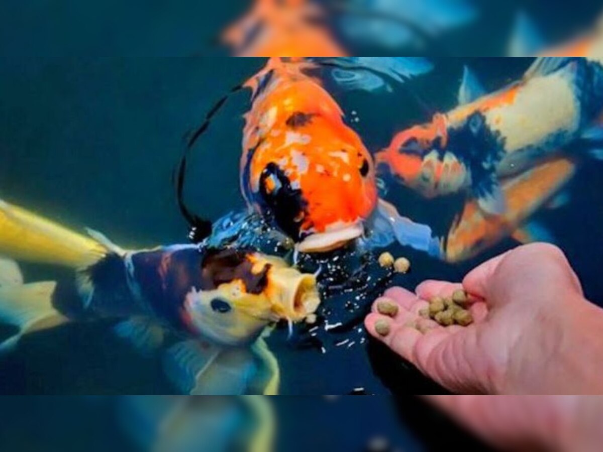 chaitra amavasya 2023 do these remedies to remove pitr and kalsarp dosh ...