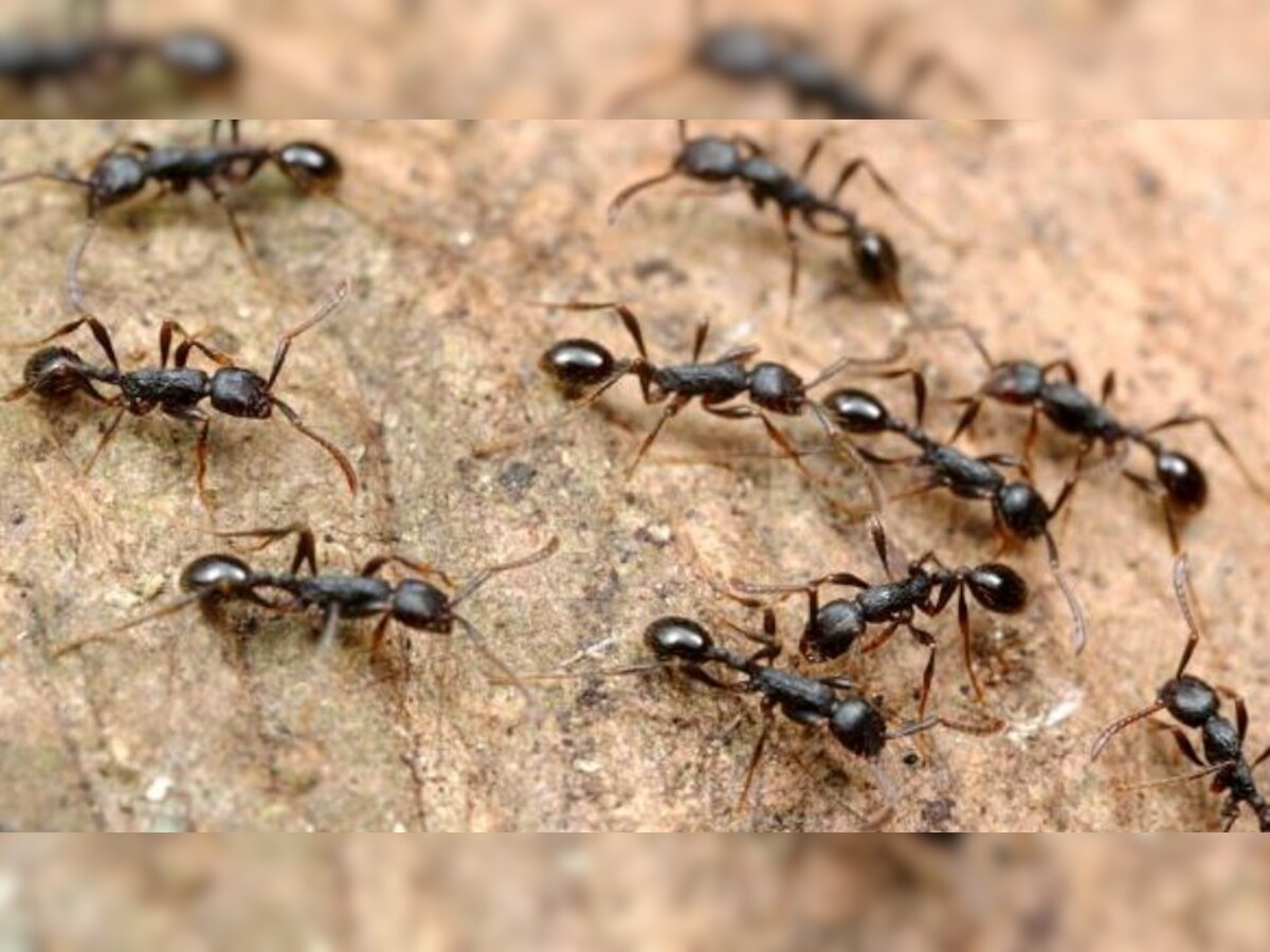 chaitra amavasya 2023 do these remedies to remove pitr and kalsarp dosh ...