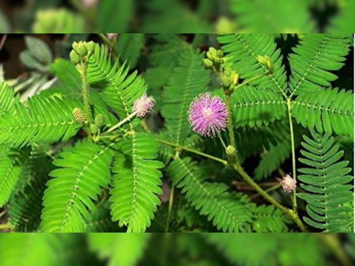 6 benefits of wearing kalawa it helps in removing negative energy and ...