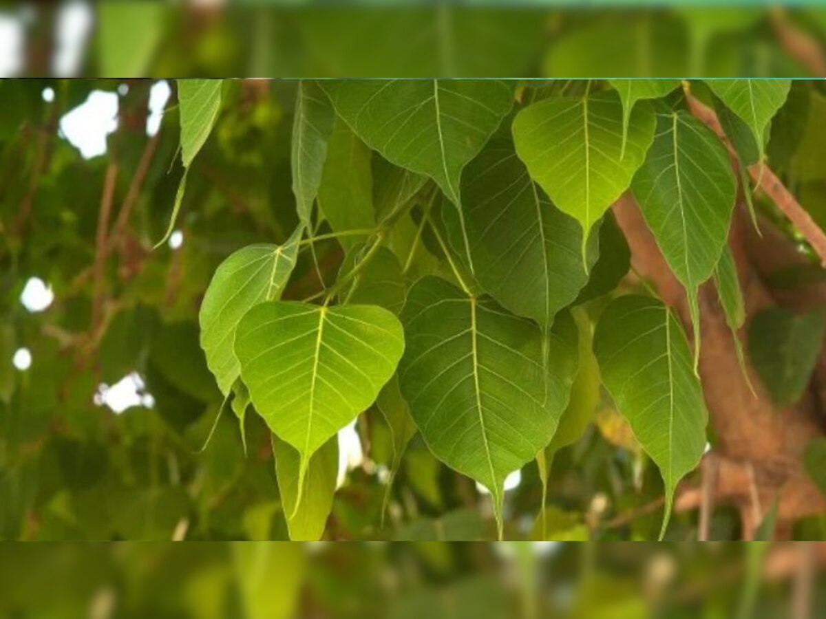 6 benefits of wearing kalawa it helps in removing negative energy and ...