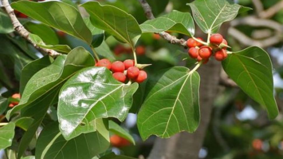 6 benefits of wearing kalawa it helps in removing negative energy and ...