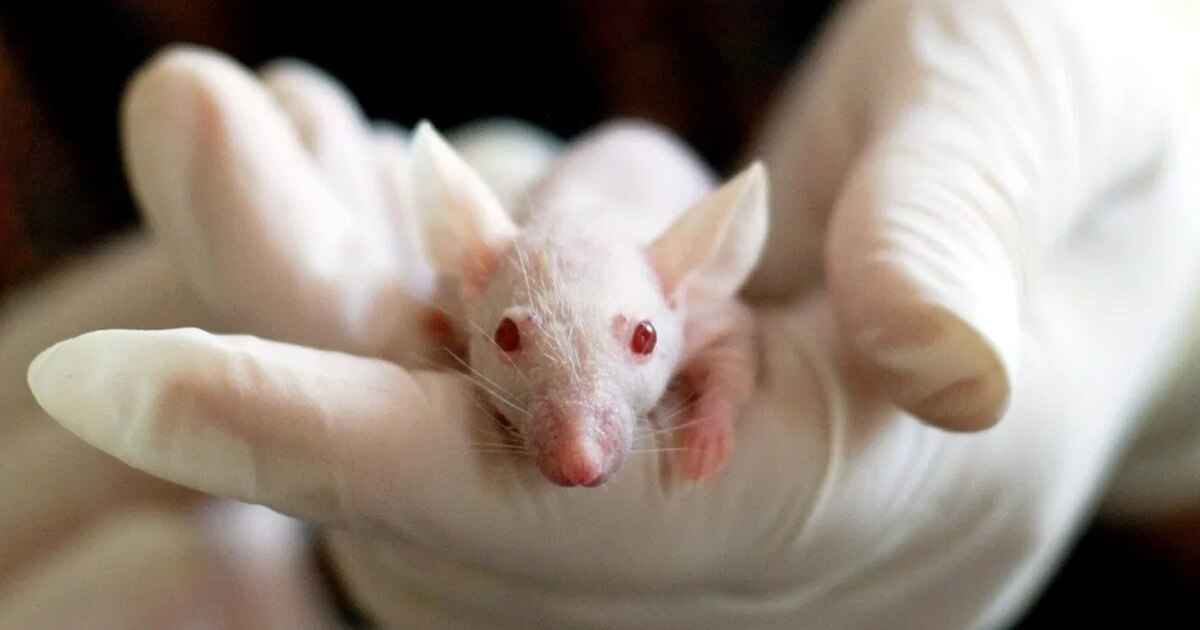 Science: After mice research is now on humans men, will give birth to ...