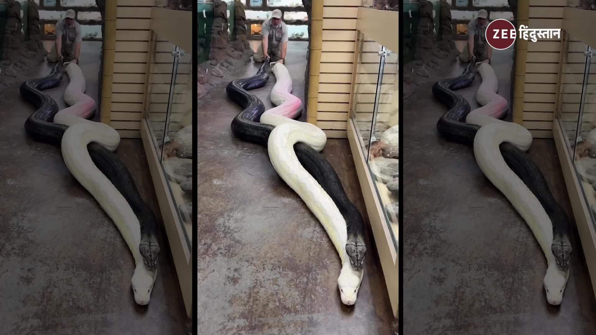 shocking big python video man playing with these two big python ...