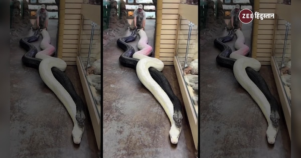shocking big python video man playing with these two big python ...