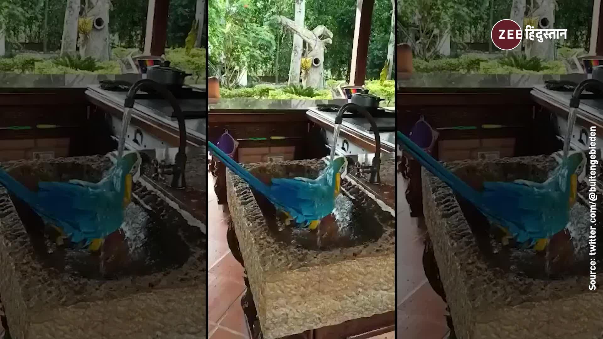 parrot bath by opening tap video goes viral on social video | Viral ...