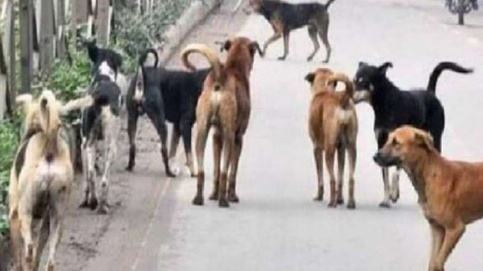 Panipat Dog news people afraid to leave house living in shadow of ...