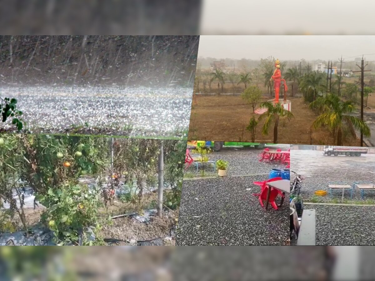 Weather News Heavy Rain And Hailstorm In Madhya Pradesh Farmers Rabi ...