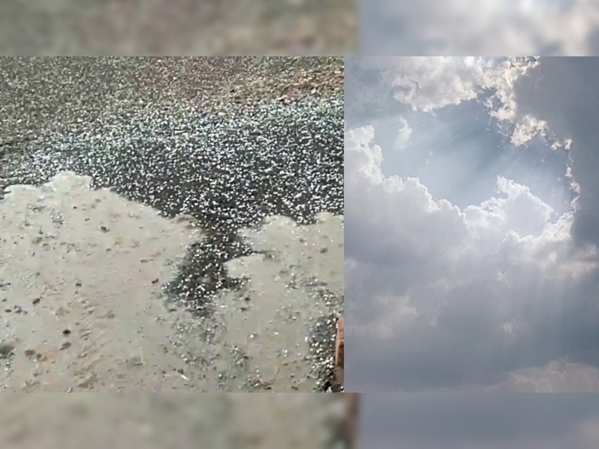 Weather News Heavy Rain And Hailstorm In Madhya Pradesh Farmers Rabi ...