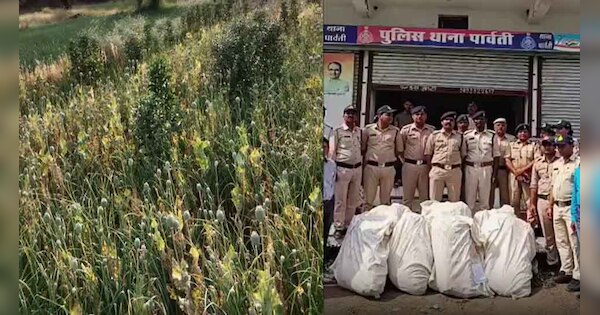 police seized 6500 afeem plants farming cultivation garlic worth 18 ...
