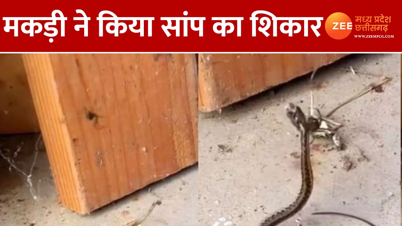 Cobra snake trapped spider web see what happened makdi ke jaal me kobra ...
