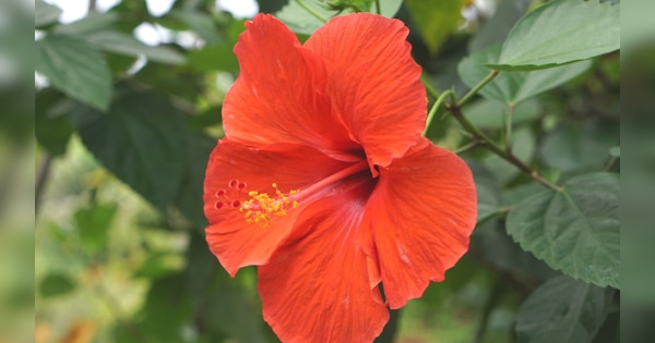 Gudhal Ke Fool Vastu Tips Plants Money Hibiscus flower Benefits for ...