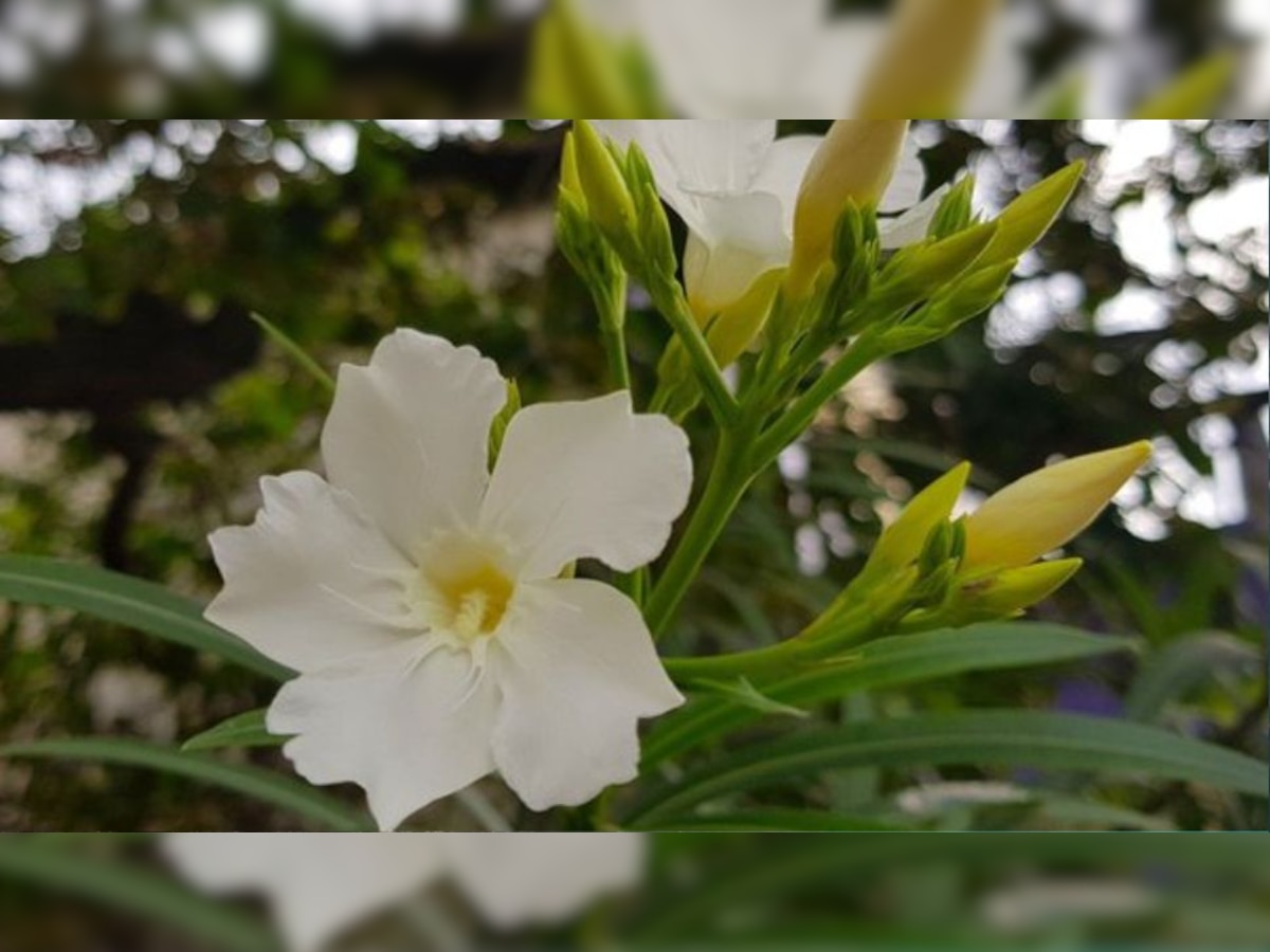 navratri 2023 offer these flower to maa durga all wishes will come true ...