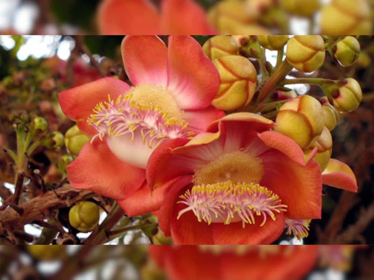 navratri 2023 offer these flower to maa durga all wishes will come true ...