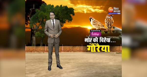 World Sparrow Day today Bihar state bird on the verge of extinction but ...