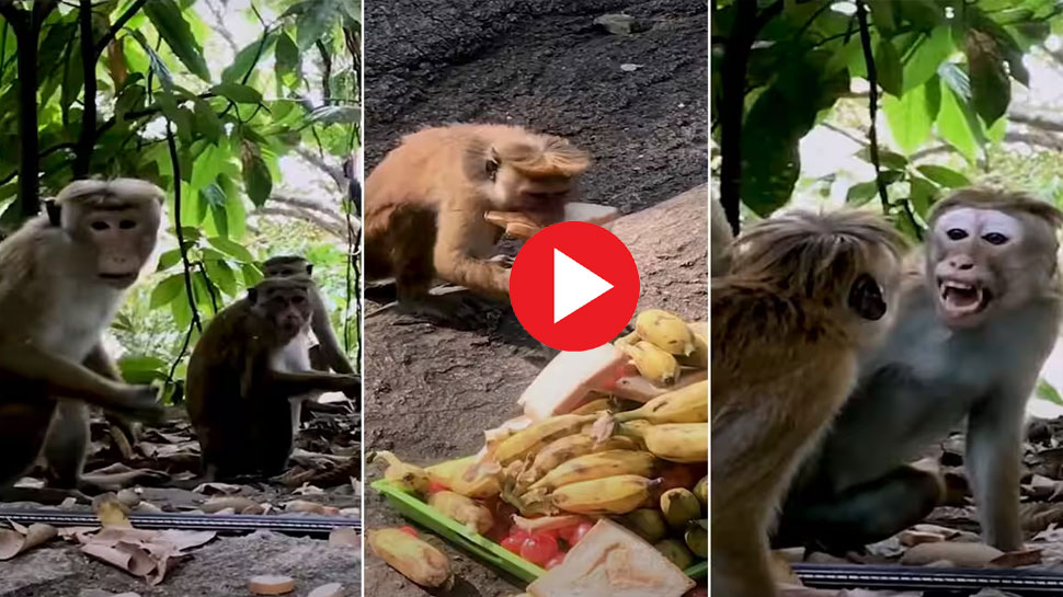 trending today Monkey started laughing after seeing his own face in ...