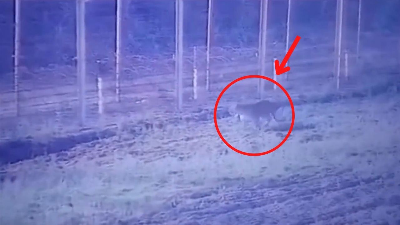 Viral video Pakistani leopard enters India by crossing wire Panther ...