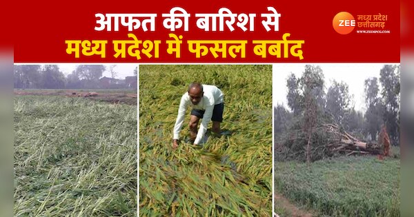 Due to heavy rainfall and hailstorm farmers in panic situation crops ...