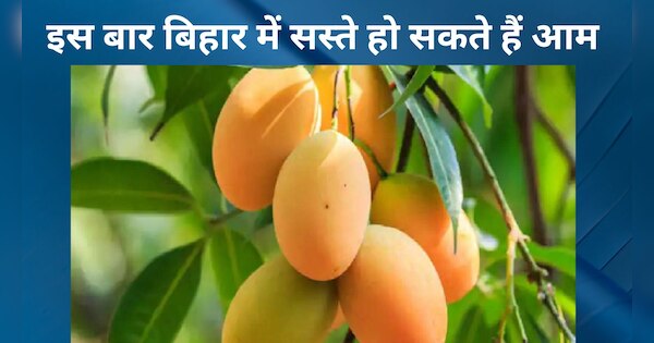 Mangoes can be very cheap this time in Bihar Gulab Khas and Malda can ...