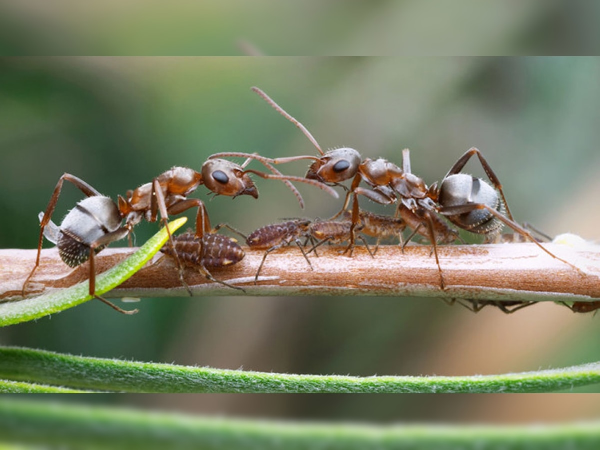 interesting facts about ants take 250 naps every day can fly and more ...
