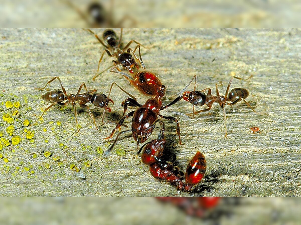 interesting facts about ants take 250 naps every day can fly and more ...