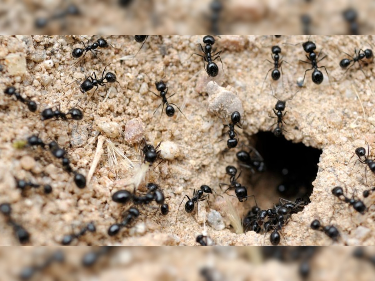 interesting facts about ants take 250 naps every day can fly and more ...