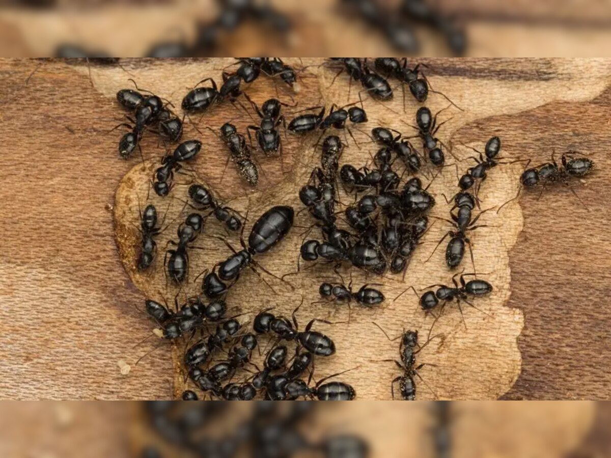 interesting facts about ants take 250 naps every day can fly and more ...