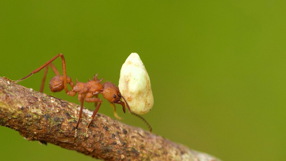 interesting facts about ants take 250 naps every day can fly and more ...