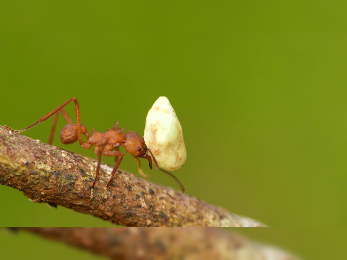 interesting facts about ants take 250 naps every day can fly and more ...