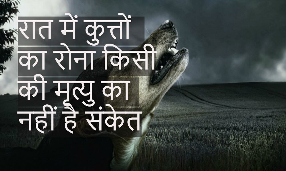 आंखे खोलो: रात में कुत्ते का रोना क्या सही में किसी की मृत्यु का सूचक ...