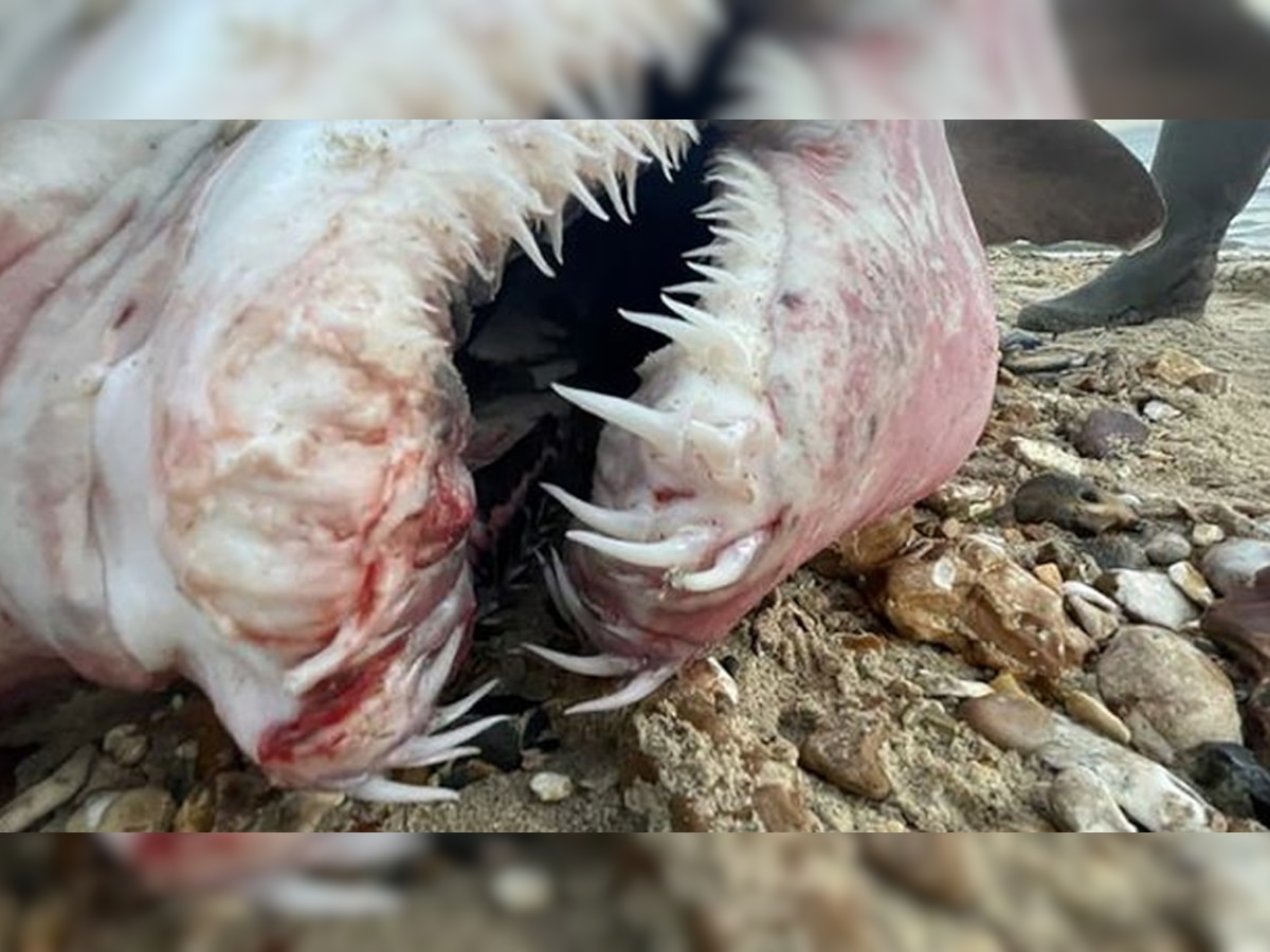 deadly shark wash out near britain beach people says this is a demon ...