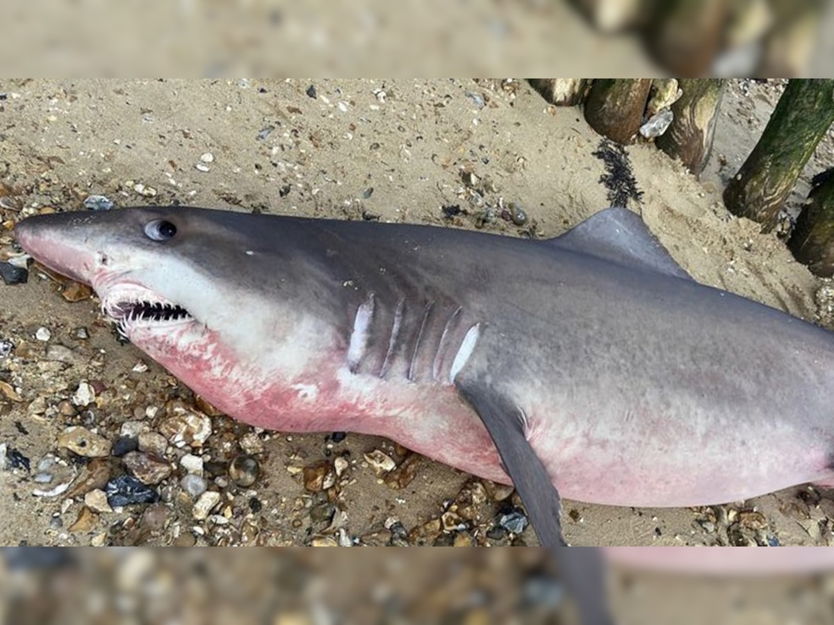 deadly shark wash out near britain beach people says this is a demon ...