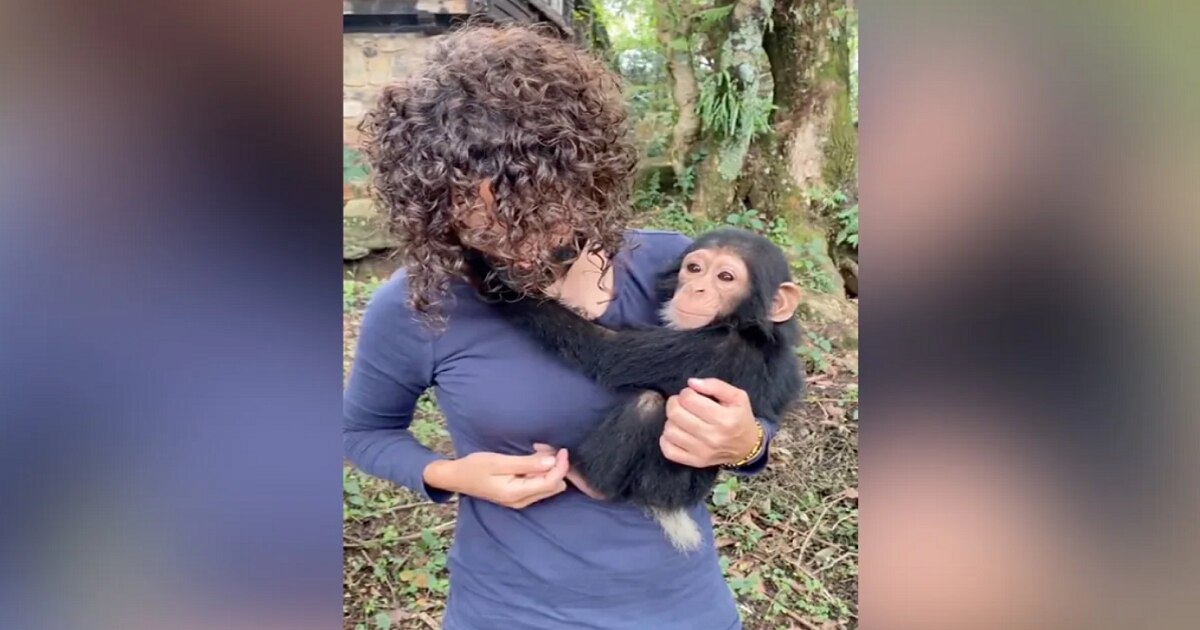 Watch: Chimpanzee stuck to the woman considering it as a mother, people said-love has no language