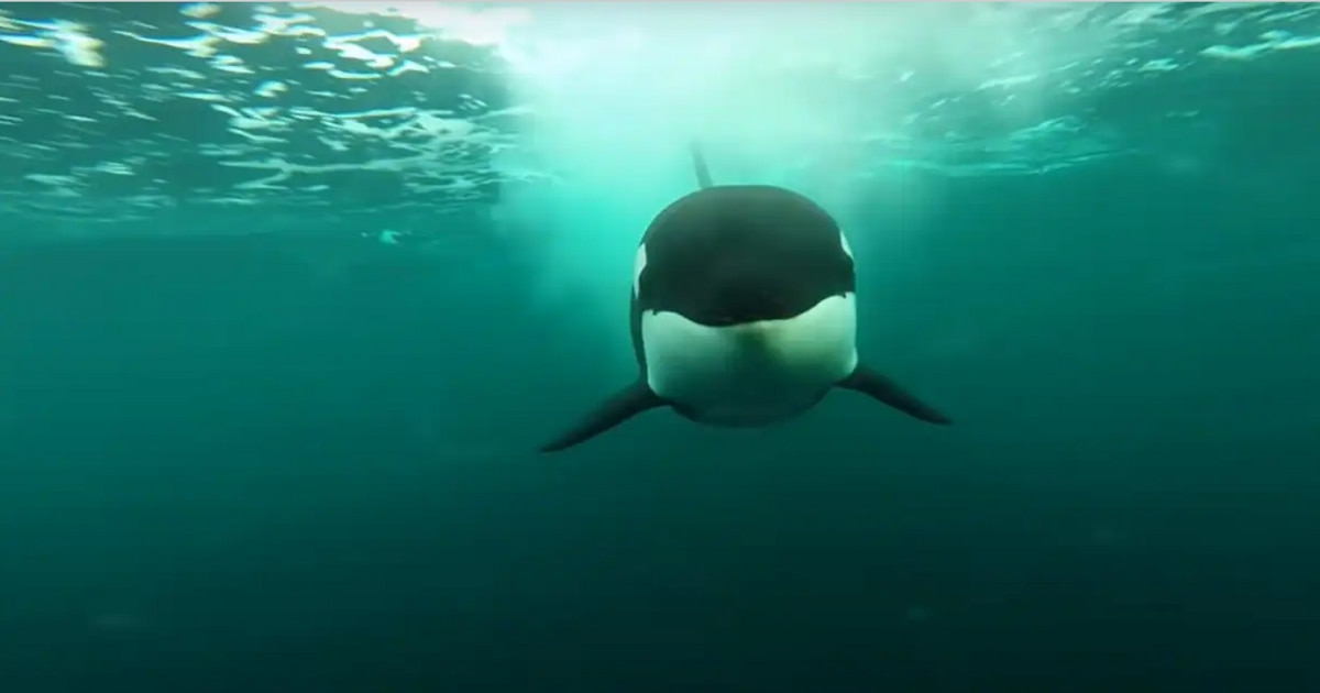 WATCH: Killer whale seen chasing speedboat at rocket speed, amazing ...