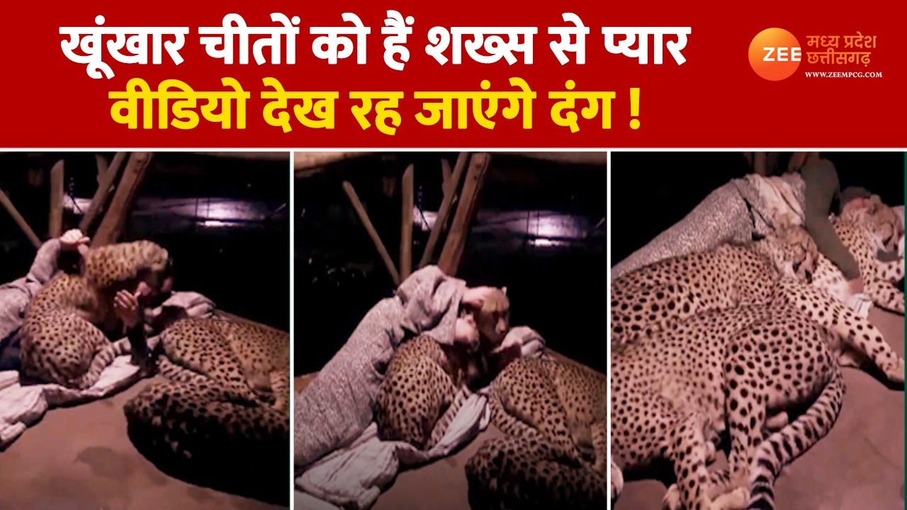 Crazy Man sleeping with love three cheetah on lookers people shocked ...