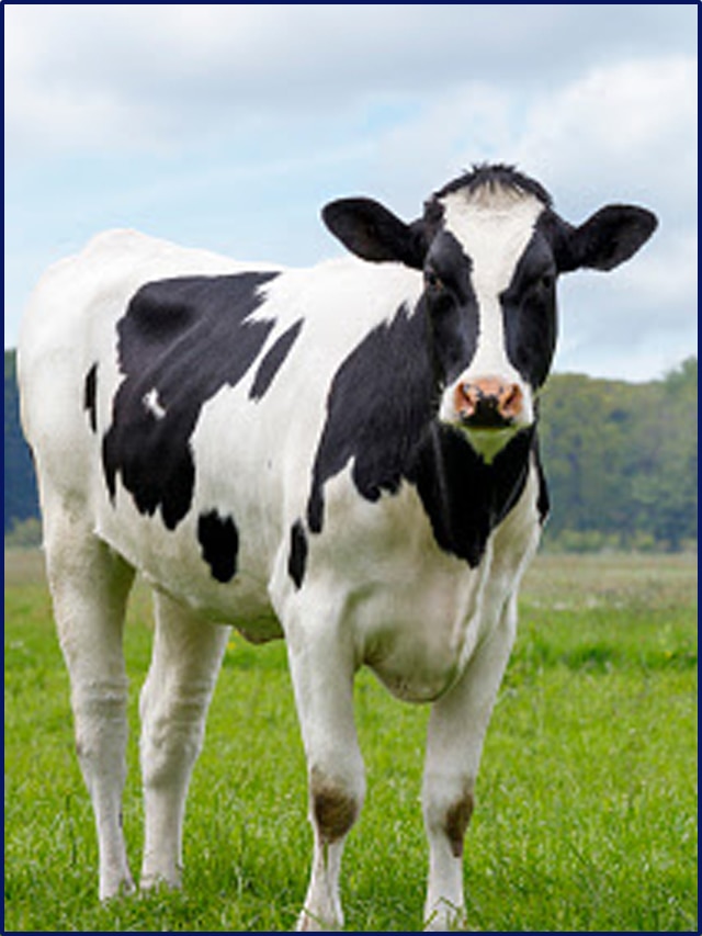 Milking Animal Cow buffalo milk increase tips eat chocolate ability to ...