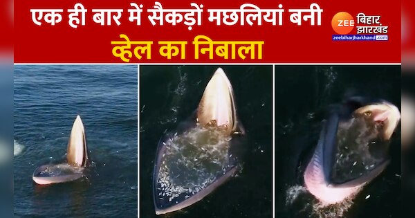 Viral Video Whale morsel became hundreds of fish at once | Viral Video ...