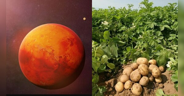Mars settlers live and work in potato homes space vegetables grown on ...